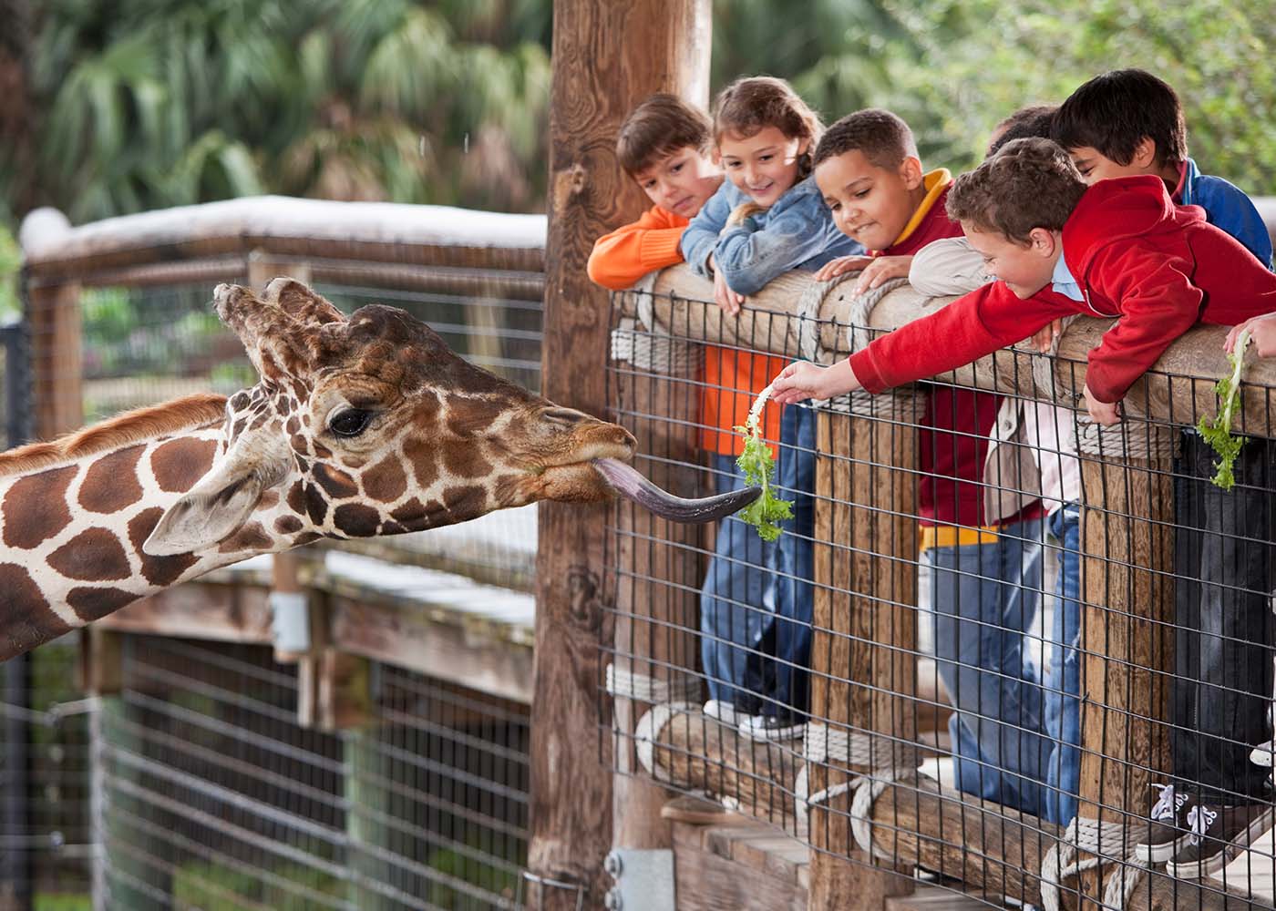 Going To The Zoo | Bright Horizons